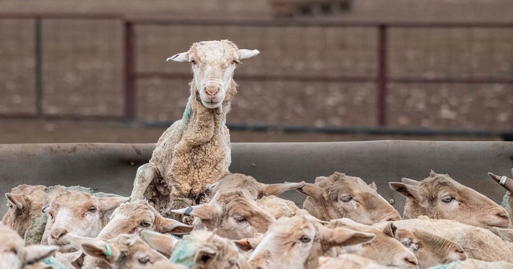 Sheep Shearing Days Lancaster, PA | Amish Farm and House