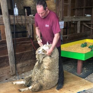sheep shearing bench